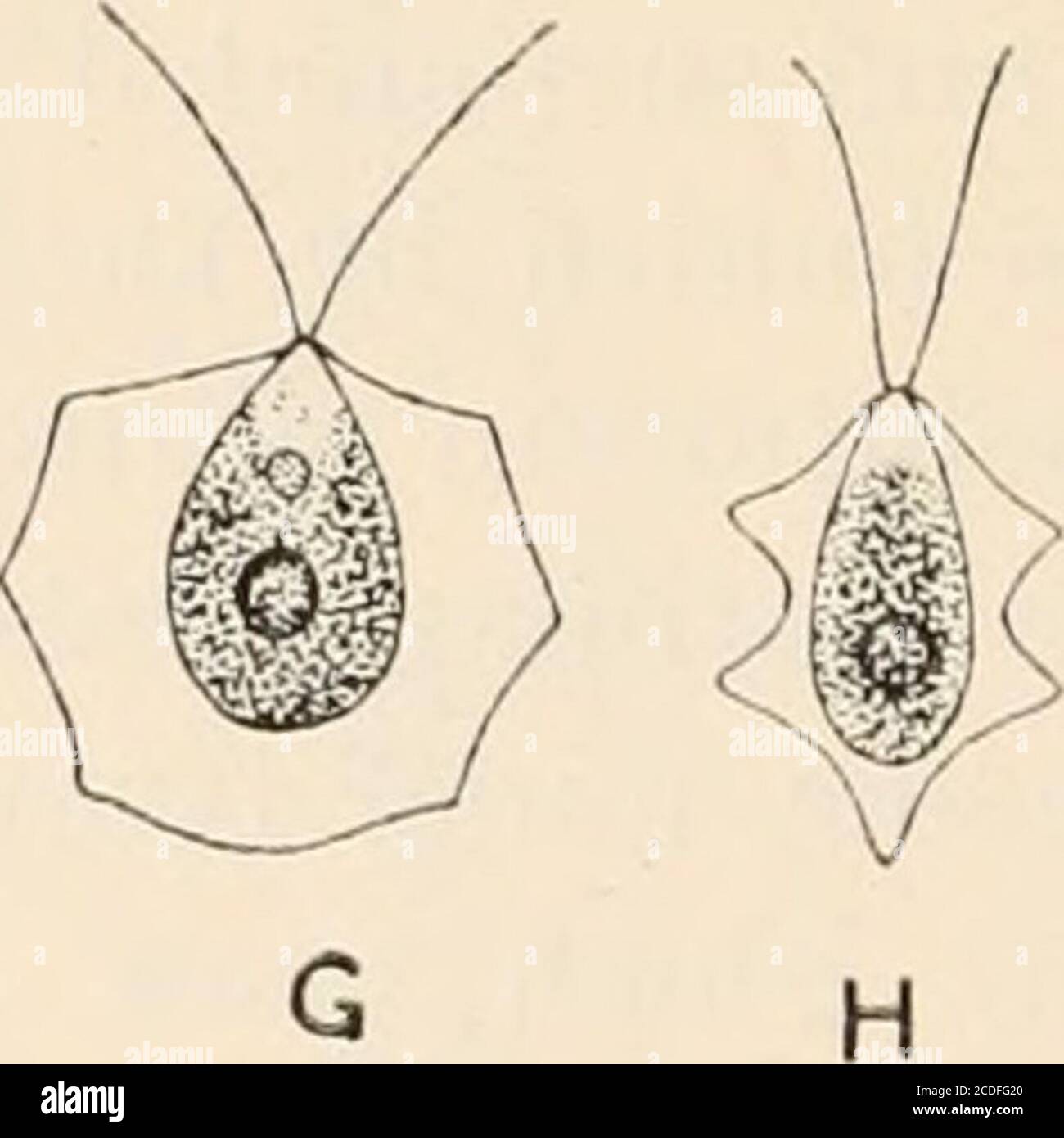 Chlorophyceae hi-res stock photography and images - Alamy