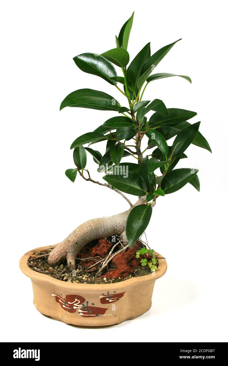 On a fig tree Cut Out Stock Images & Pictures - Alamy