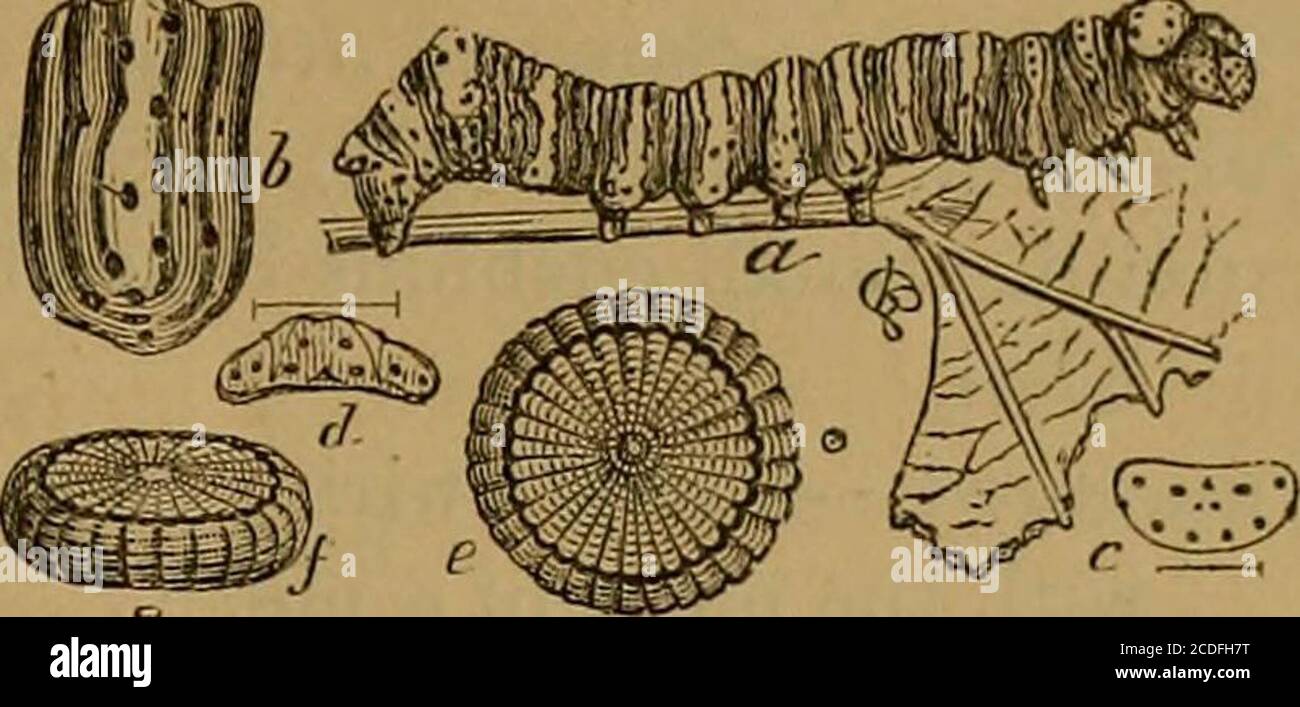 . Insects, injurious and beneficial, their natural history and ...