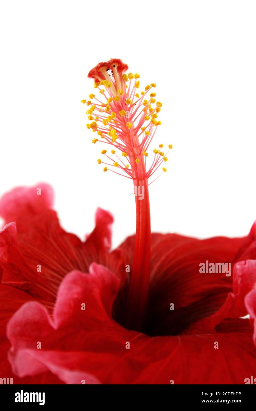 Hibiscus seeds hi-res stock photography and images - Alamy