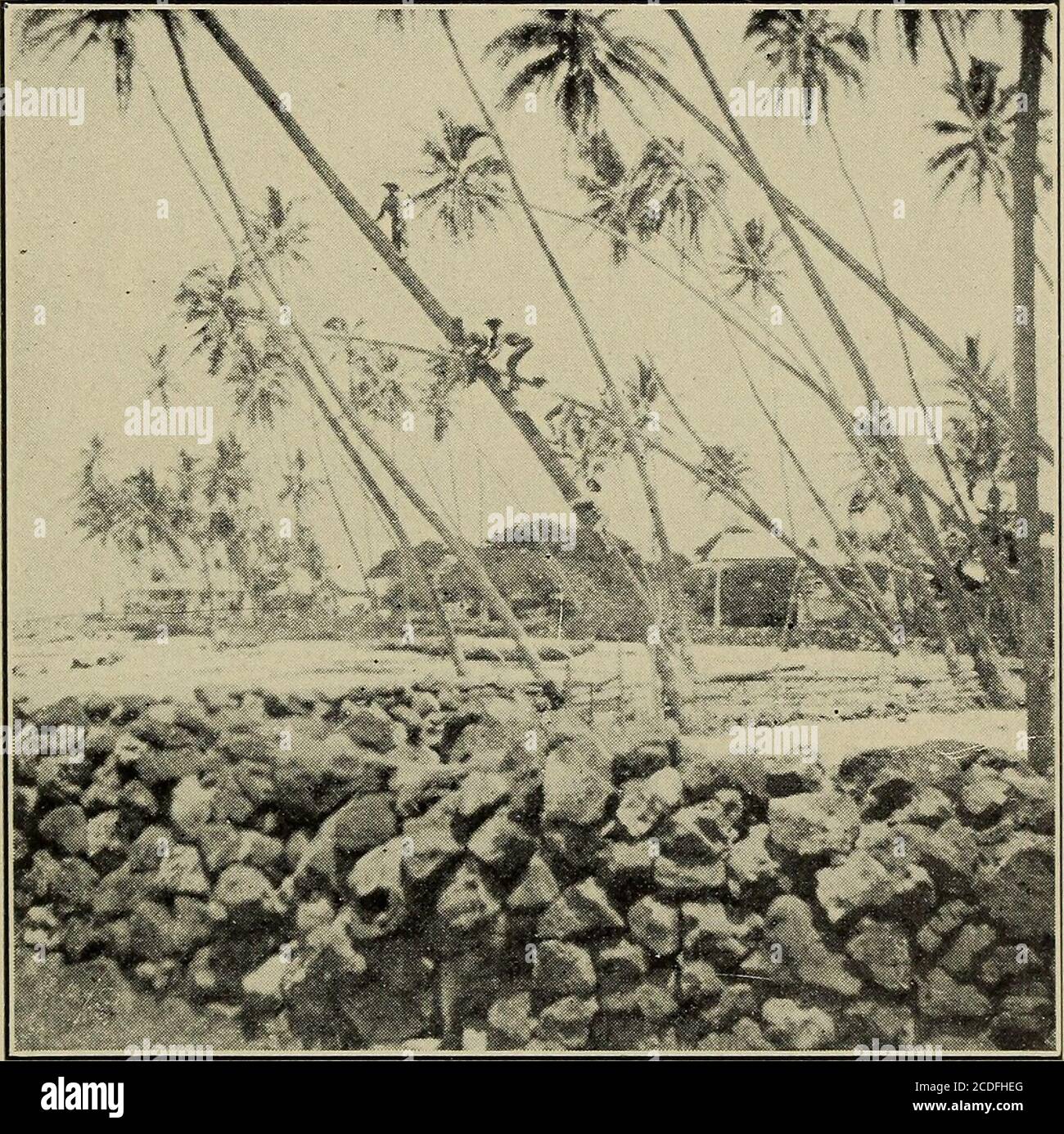 Polynesians ancient hi-res stock photography and images - Alamy