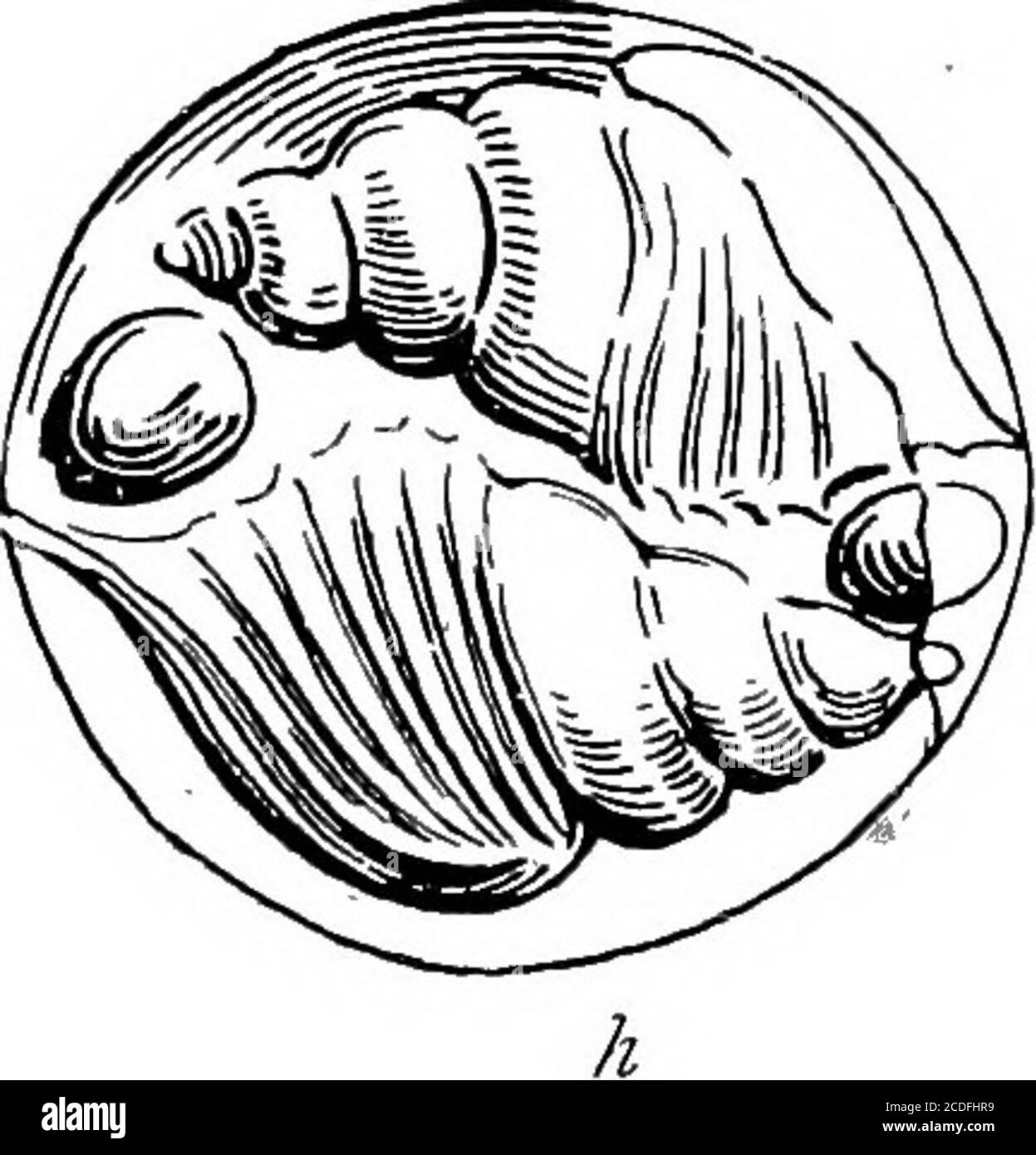 . The palace of Minos : a comparative account of the successive stages ...