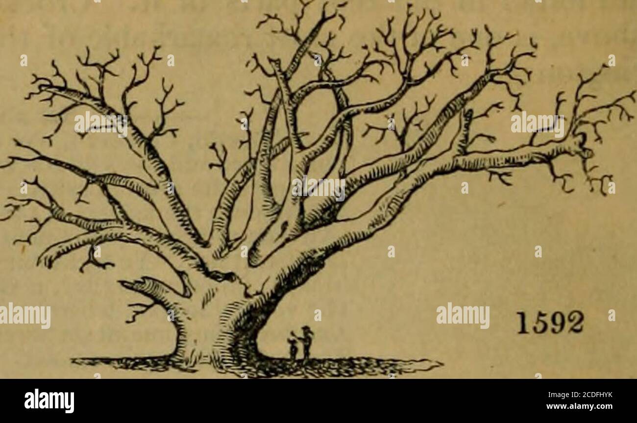 Staple hill oak hi-res stock photography and images - Alamy