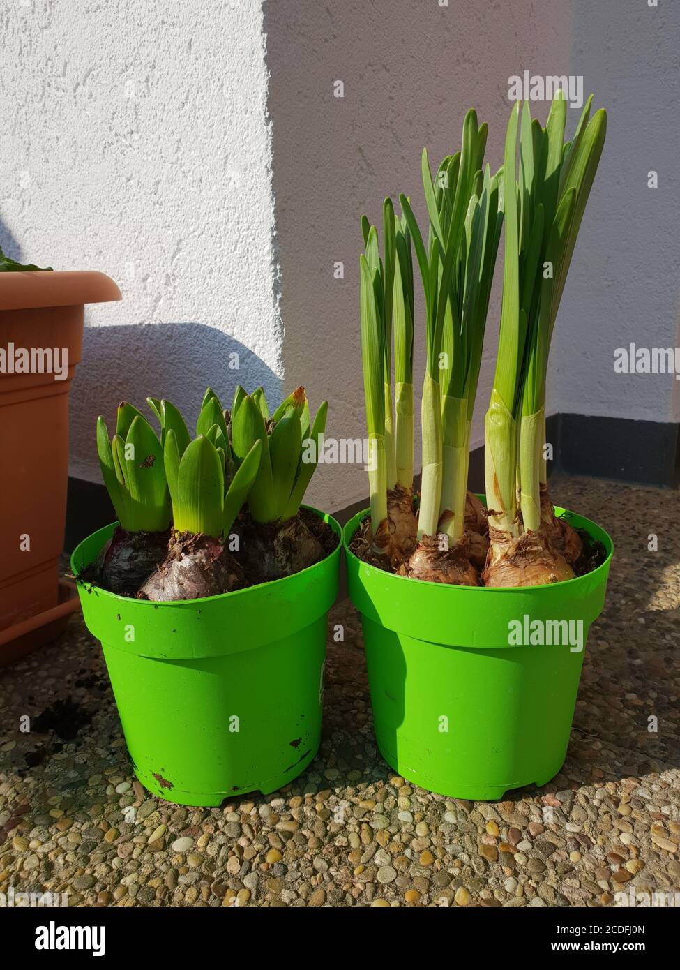 Two bulbous plants hi-res stock photography and images - Alamy