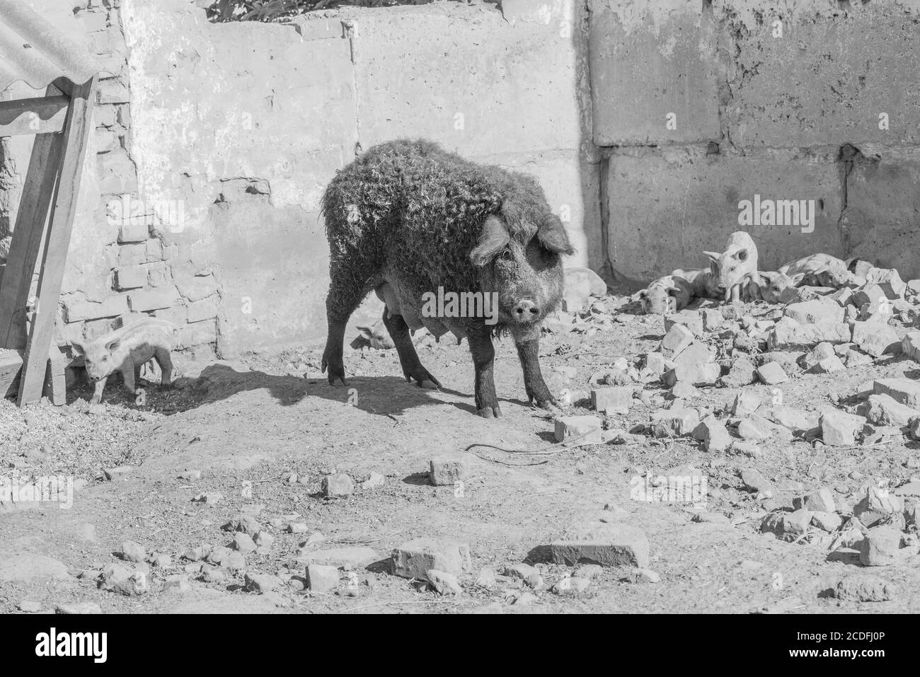 Mangalica a Hungarian breed of domestic pig. Pig mangalitsa Stock Photo ...