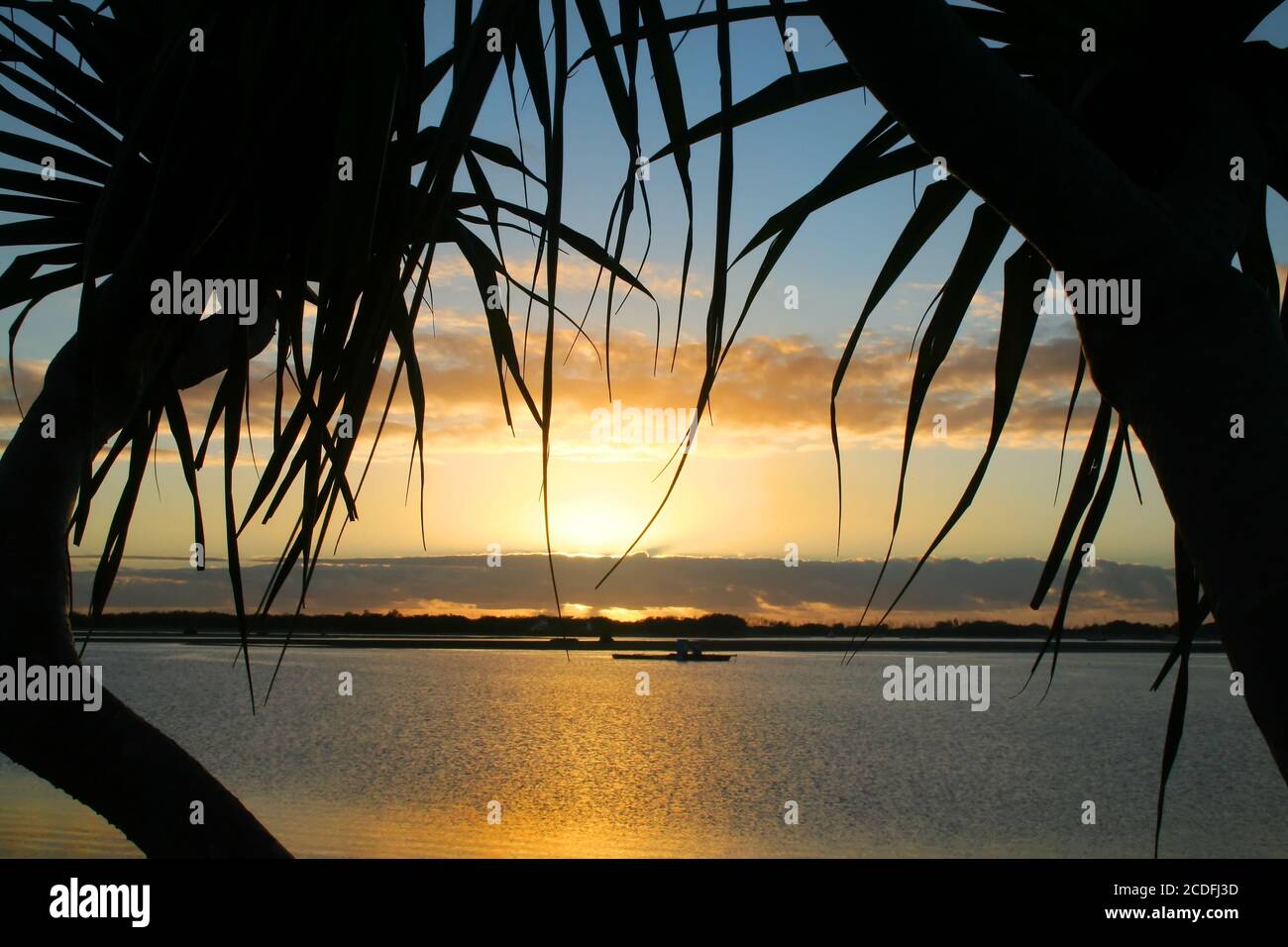 Pandanus Trees Sunrise Stock Photo - Alamy
