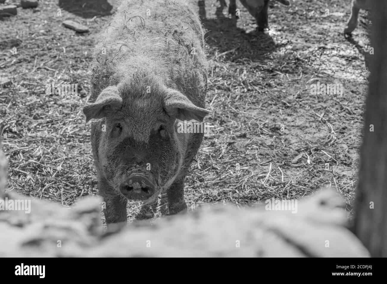 Mangalica a Hungarian breed of domestic pig. Pig mangalitsa Stock Photo ...