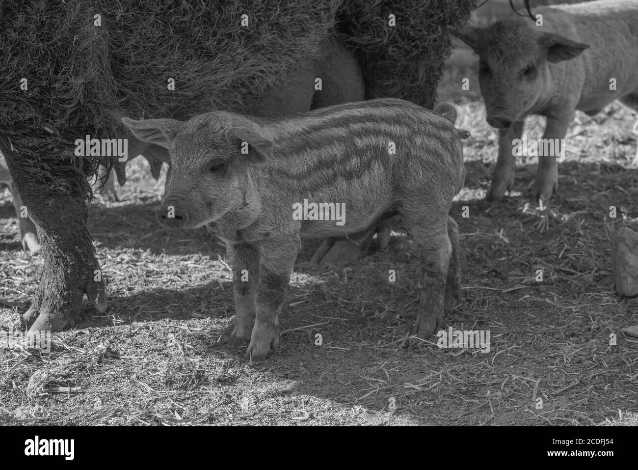 Mangalica a Hungarian breed of domestic pig. Pig mangalitsa Stock Photo ...