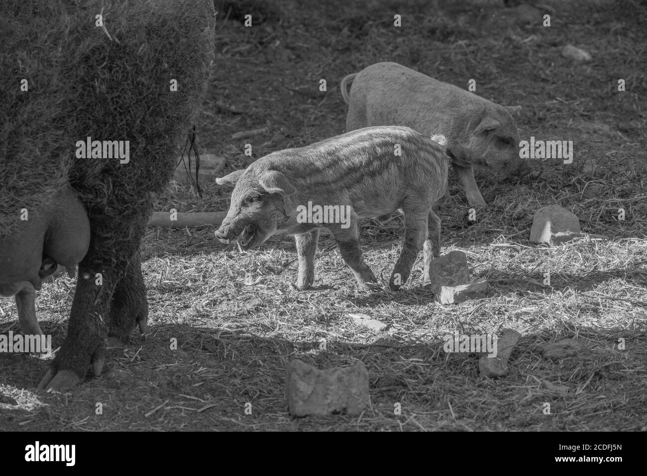 Mangalica a Hungarian breed of domestic pig. Pig mangalitsa Stock Photo ...