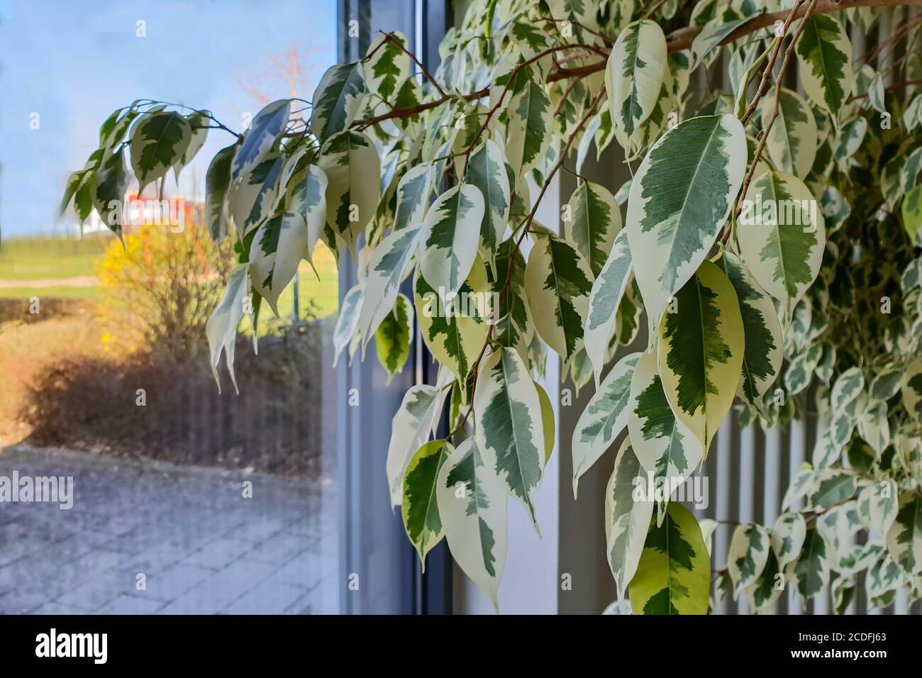 Closeup of a ficus tree branch with leaves Stock Photo - Alamy