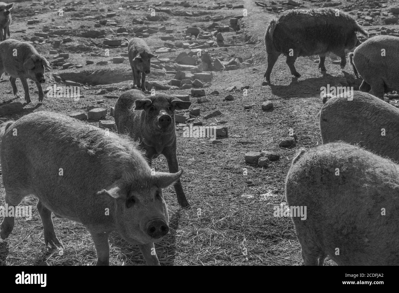 Mangalica a Hungarian breed of domestic pig. Pig mangalitsa Stock Photo ...