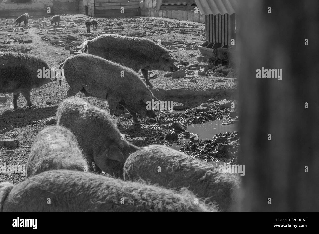 Mangalica a Hungarian breed of domestic pig. Pig mangalitsa Stock Photo ...