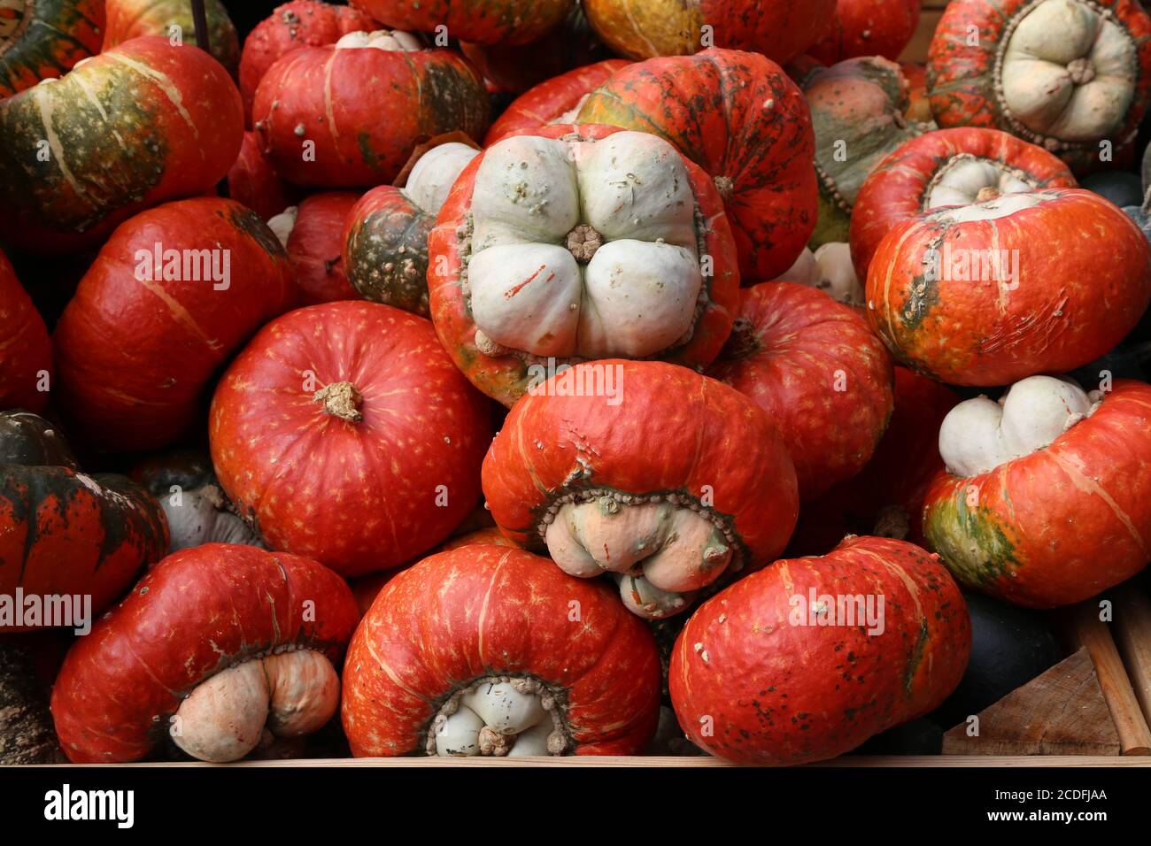 Pile of fresh healthy bio pumpkins on a farmer agricultural market ...