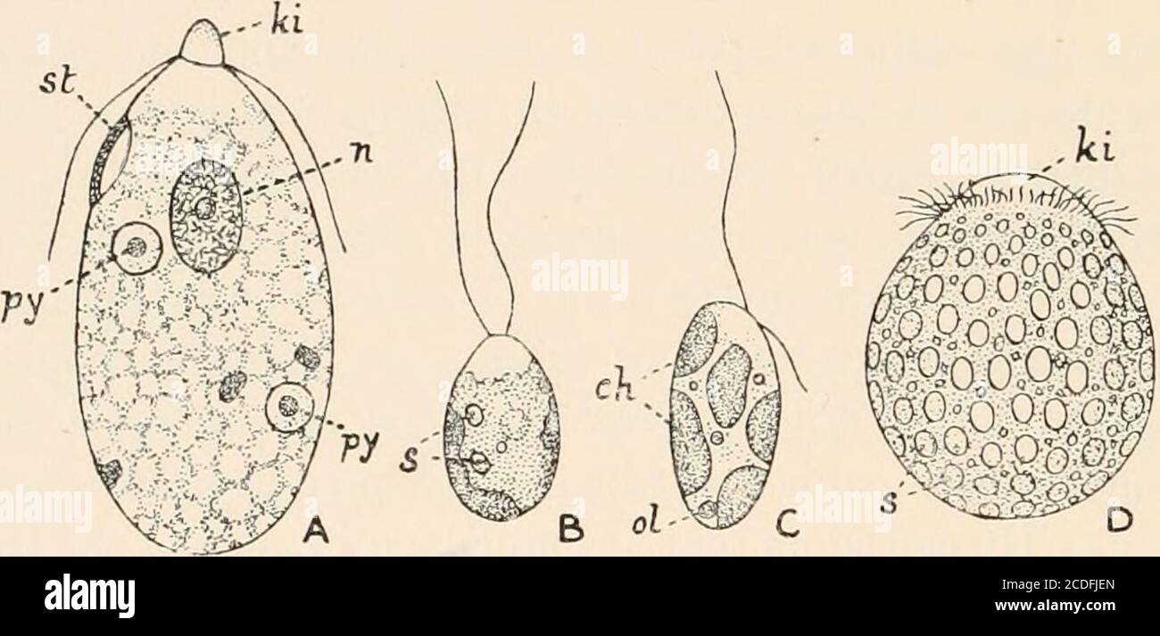 Green Algae Diagram Labeled