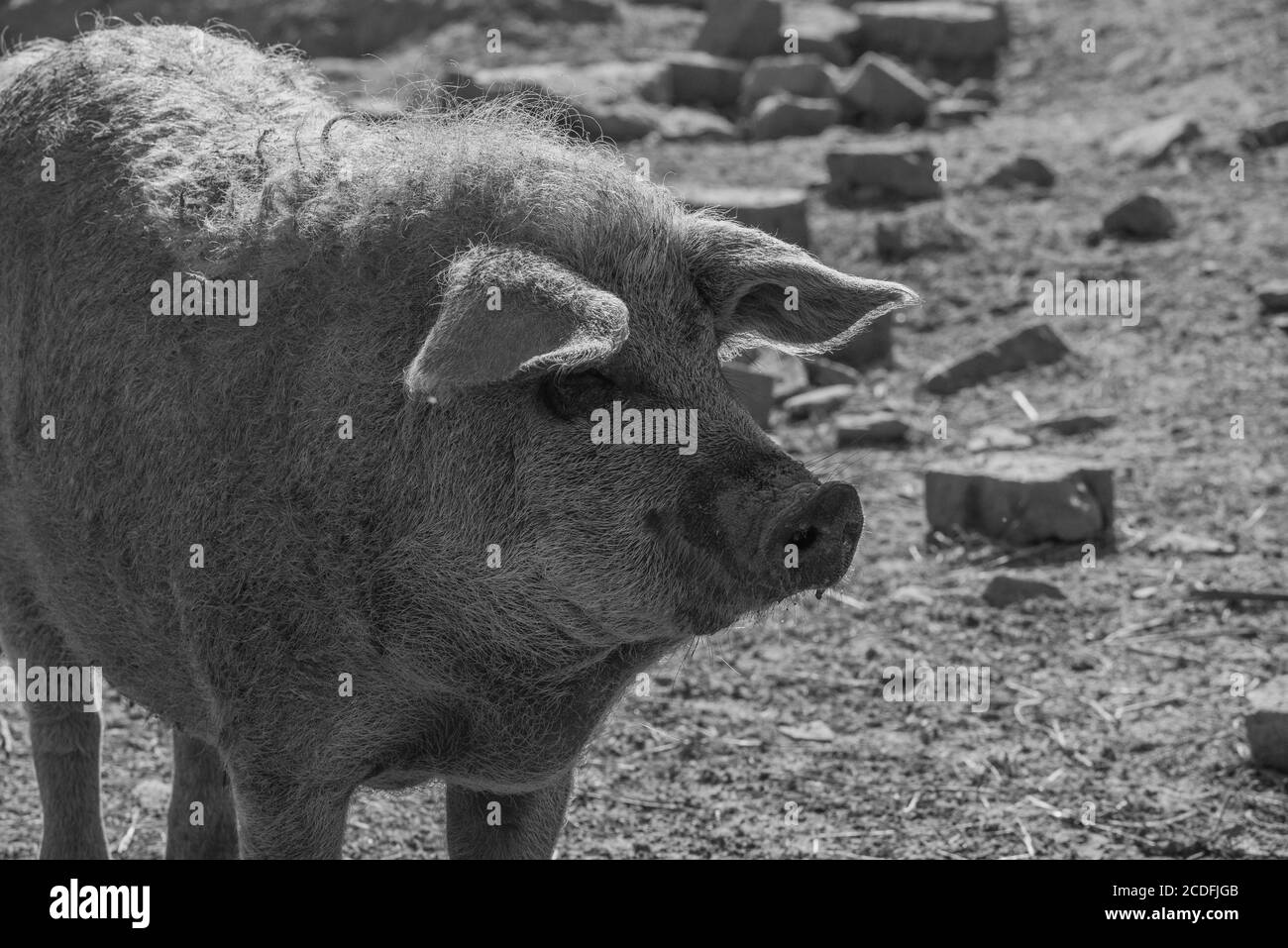 Mangalica a Hungarian breed of domestic pig. Pig mangalitsa Stock Photo ...