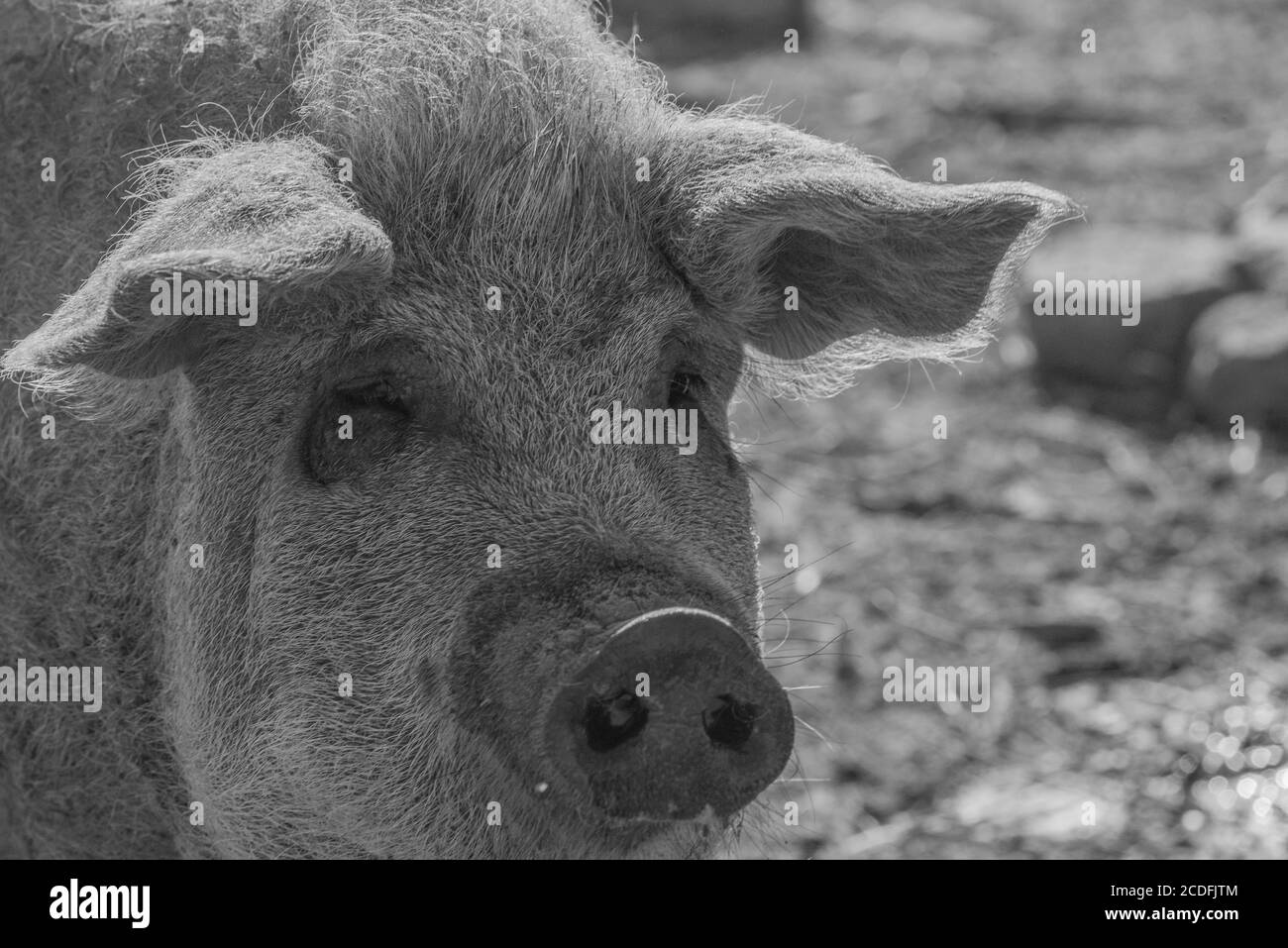 Mangalica meat Black and White Stock Photos & Images - Alamy