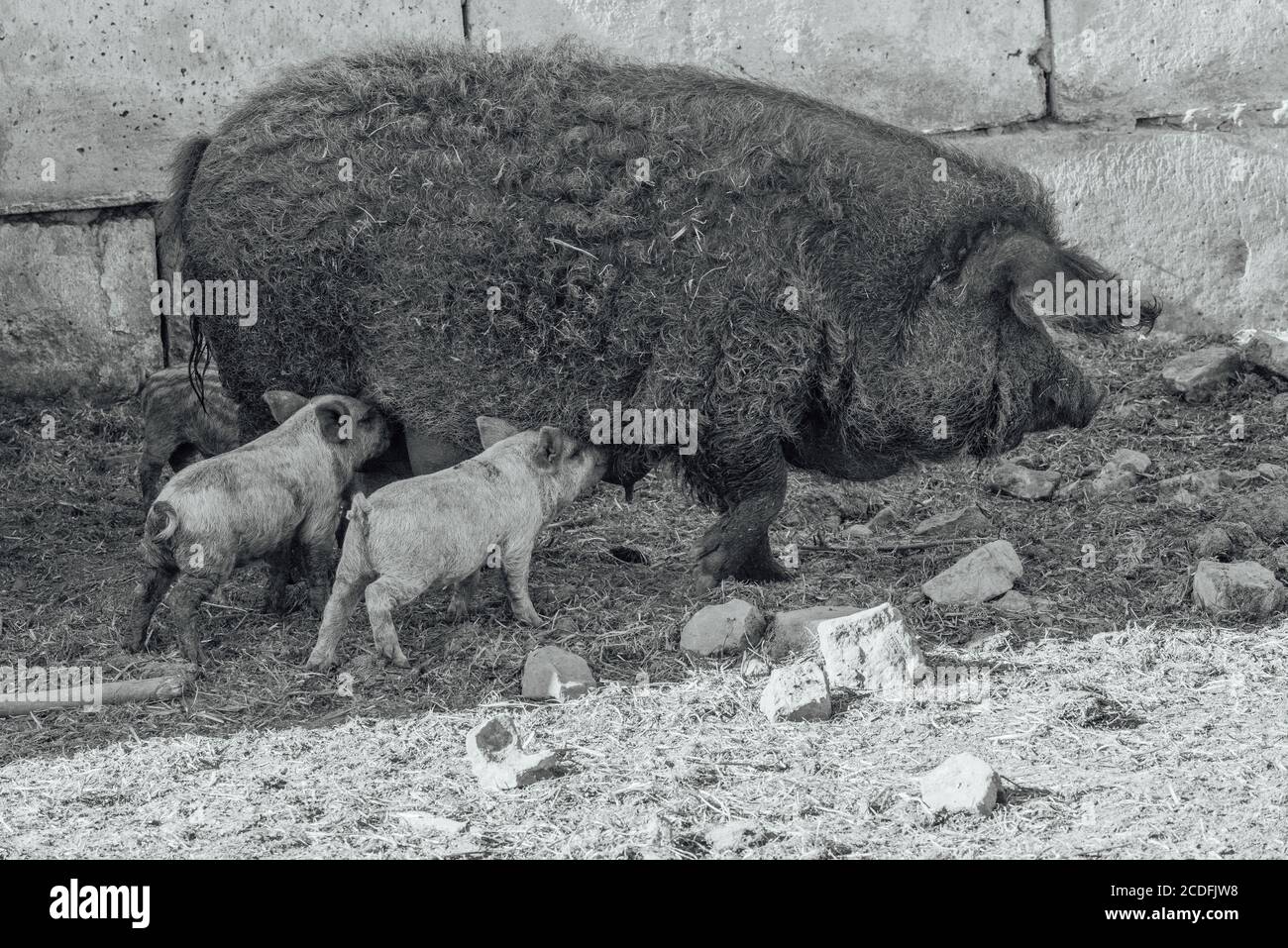 Mangalica a Hungarian breed of domestic pig. Pig mangalitsa Stock Photo ...