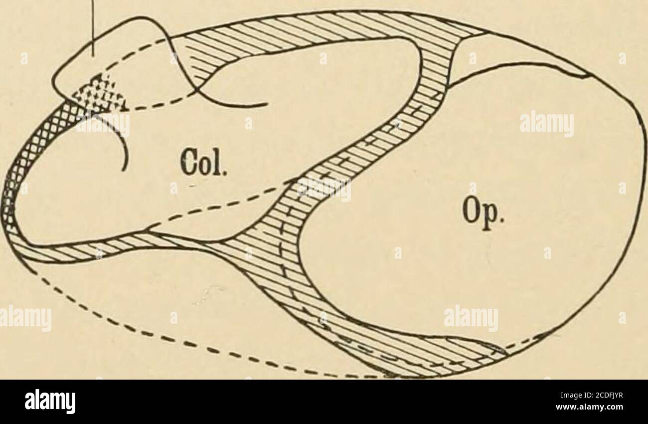 . Journal of morphology . ose tendon fits into and fillsa depression ...