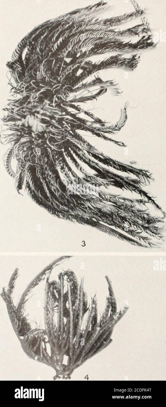 . Bulletin - United States National Museum . 1, 2, Zygometra ...