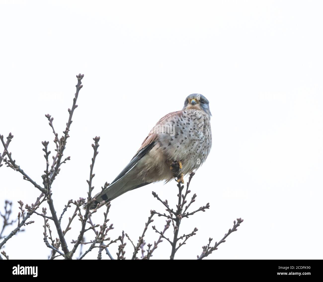 Kestrel from below hi-res stock photography and images - Alamy