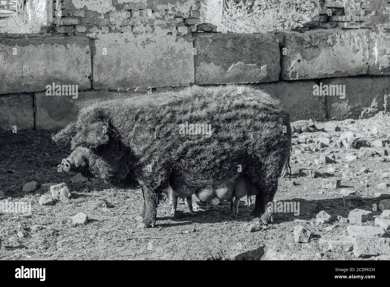 Mangalica a Hungarian breed of domestic pig. Pig mangalitsa Stock Photo ...