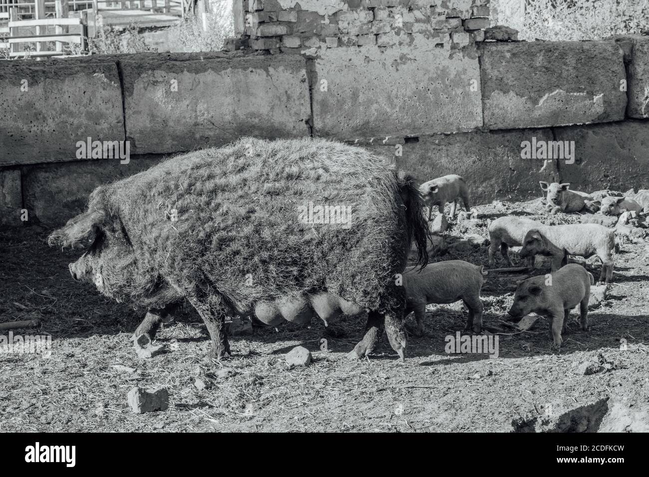 Mangalica a Hungarian breed of domestic pig. Pig mangalitsa Stock Photo ...