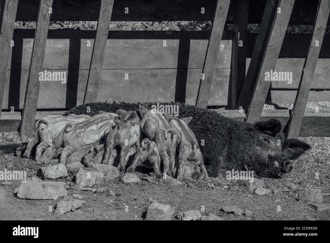 Mangalica a Hungarian breed of domestic pig. Pig mangalitsa Stock Photo ...