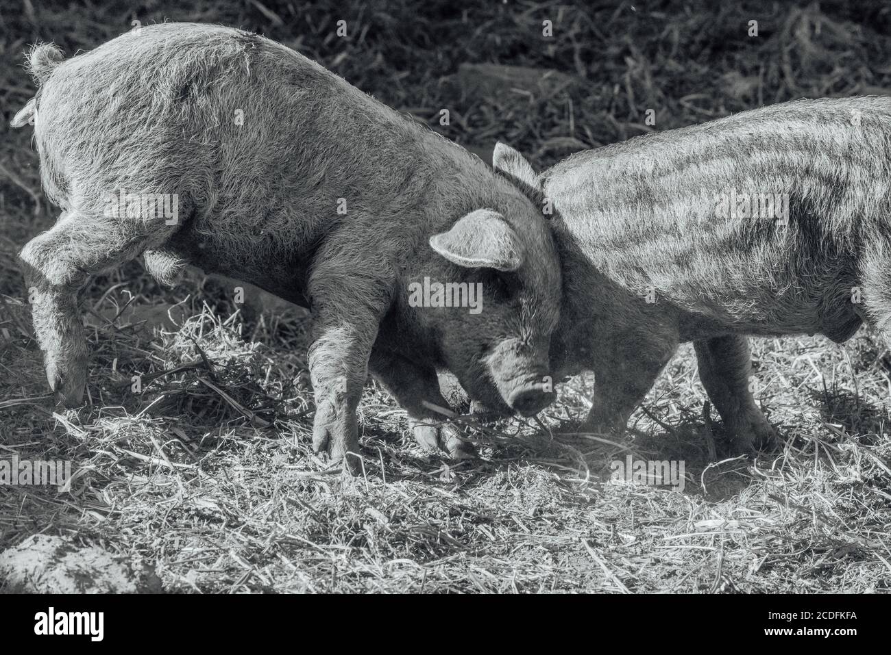 Mangalica a Hungarian breed of domestic pig. Pig mangalitsa Stock Photo ...