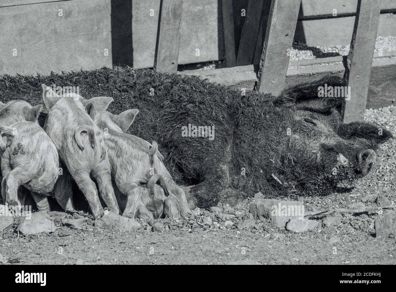 Mangalica a Hungarian breed of domestic pig. Pig mangalitsa Stock Photo ...