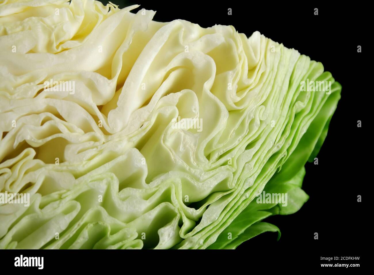 Fat cabbage white hi-res stock photography and images - Alamy