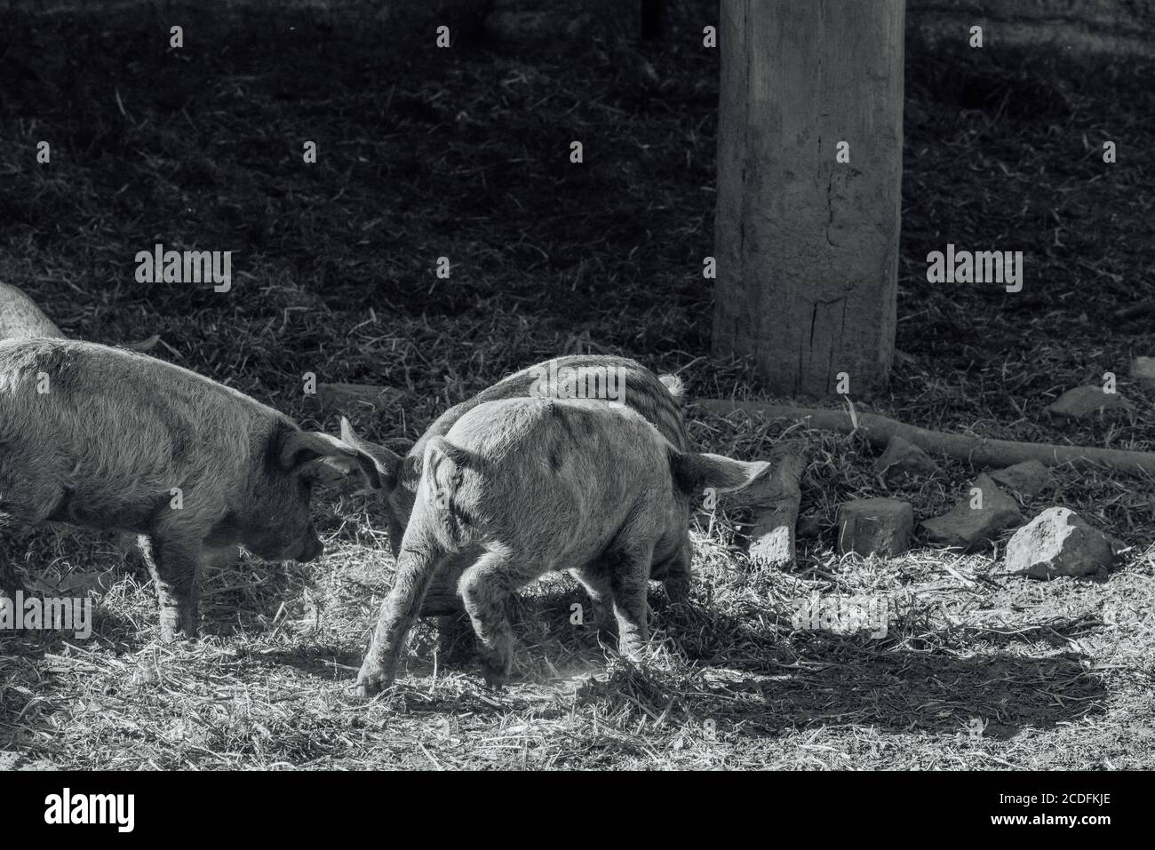 Mangalica a Hungarian breed of domestic pig. Pig mangalitsa Stock Photo ...