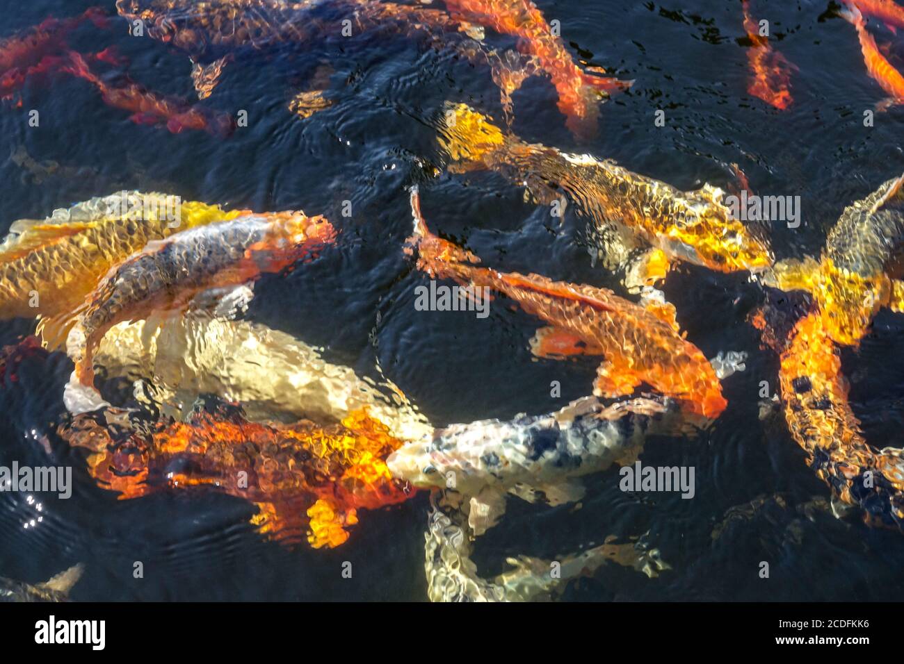 Koi carp water Stock Photo - Alamy