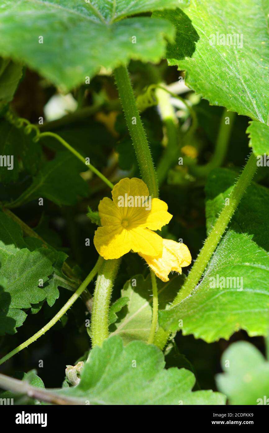 Bright colorful yellow cucumber flowers growing on the trunk of the ...