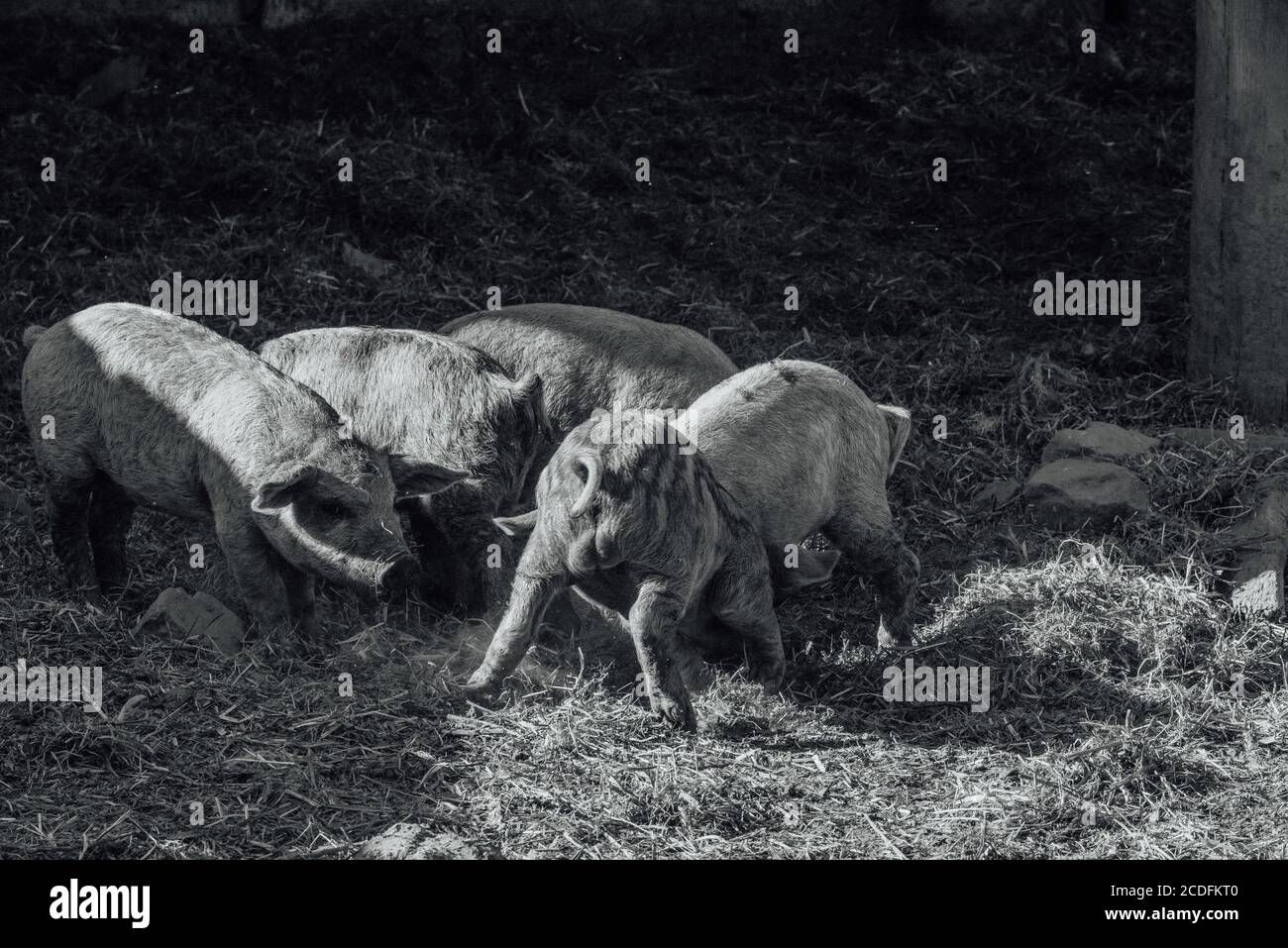Mangalica a Hungarian breed of domestic pig. Pig mangalitsa Stock Photo ...
