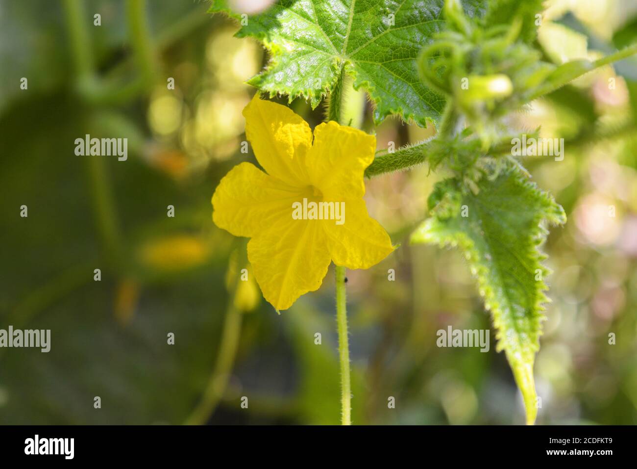 Bright colorful yellow cucumber flowers growing on the trunk of the ...