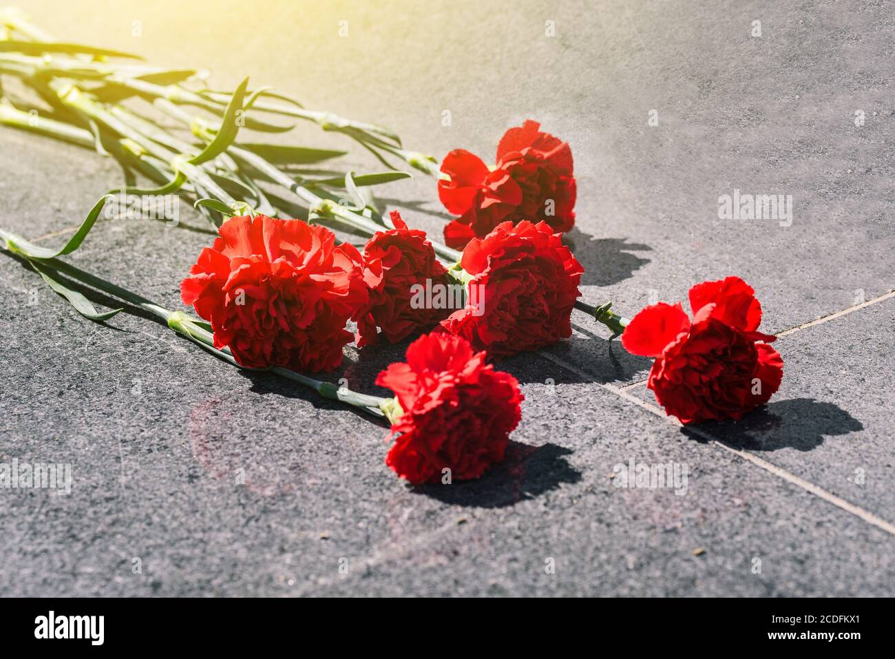 Carnations on a marble slab close-up. Laying flowers on the memorial ...
