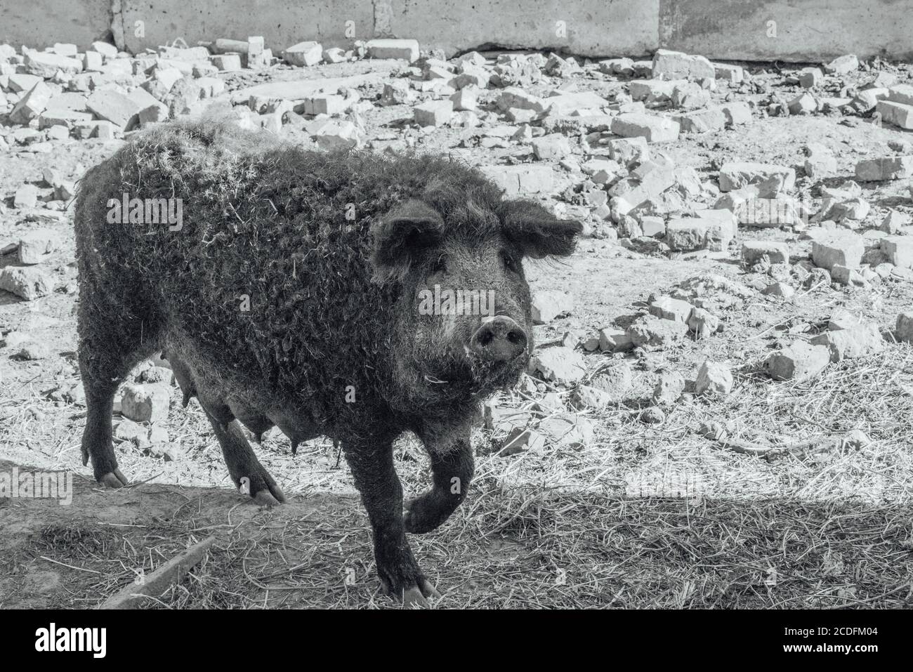 Mangalica a Hungarian breed of domestic pig. Pig mangalitsa Stock Photo ...