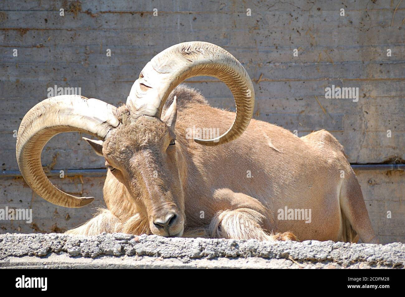 Captive Barbary Sheep High Resolution Stock Photography and Images - Alamy