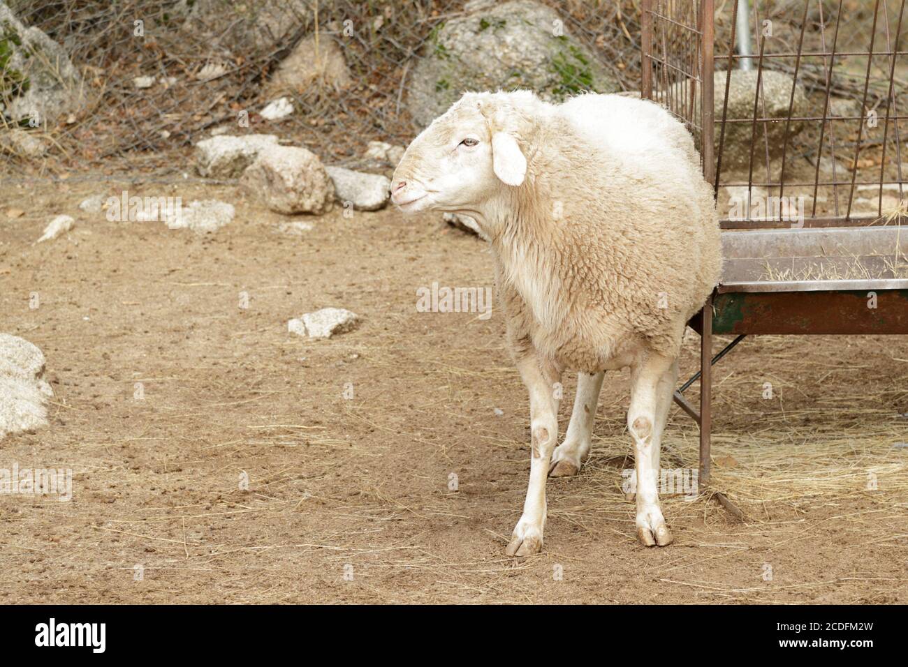 Merino sheep on a farm Stock Photo - Alamy