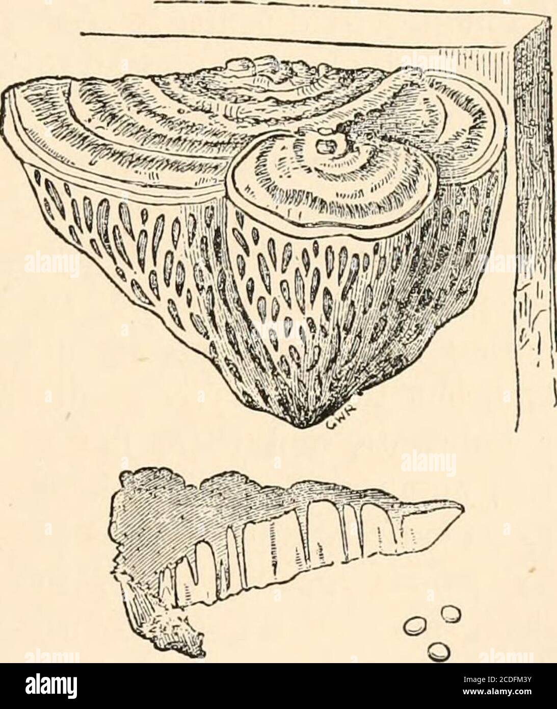 Resupinate fungi hi-res stock photography and images - Alamy