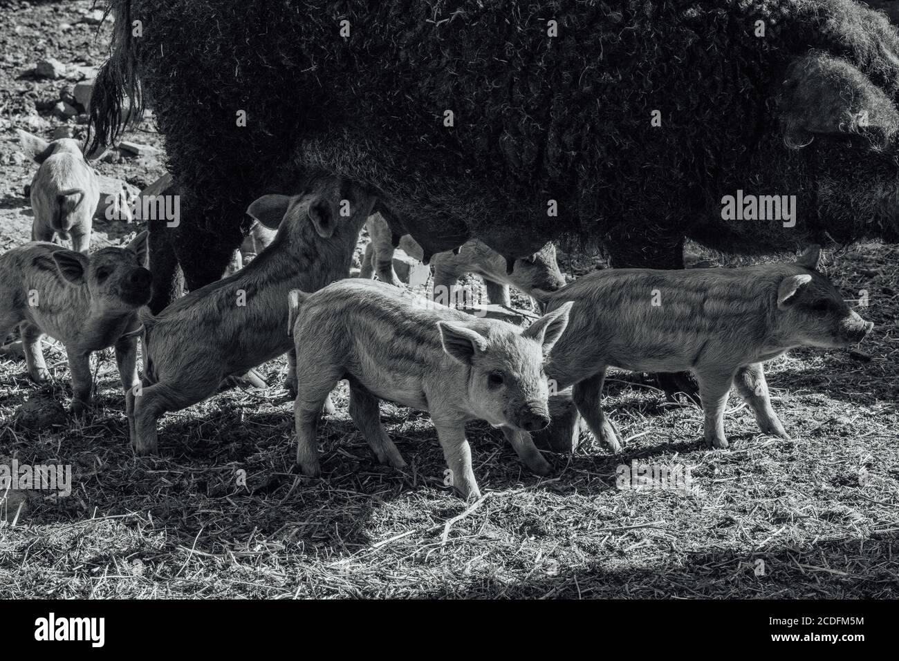 Mangalica a Hungarian breed of domestic pig. Pig mangalitsa Stock Photo ...
