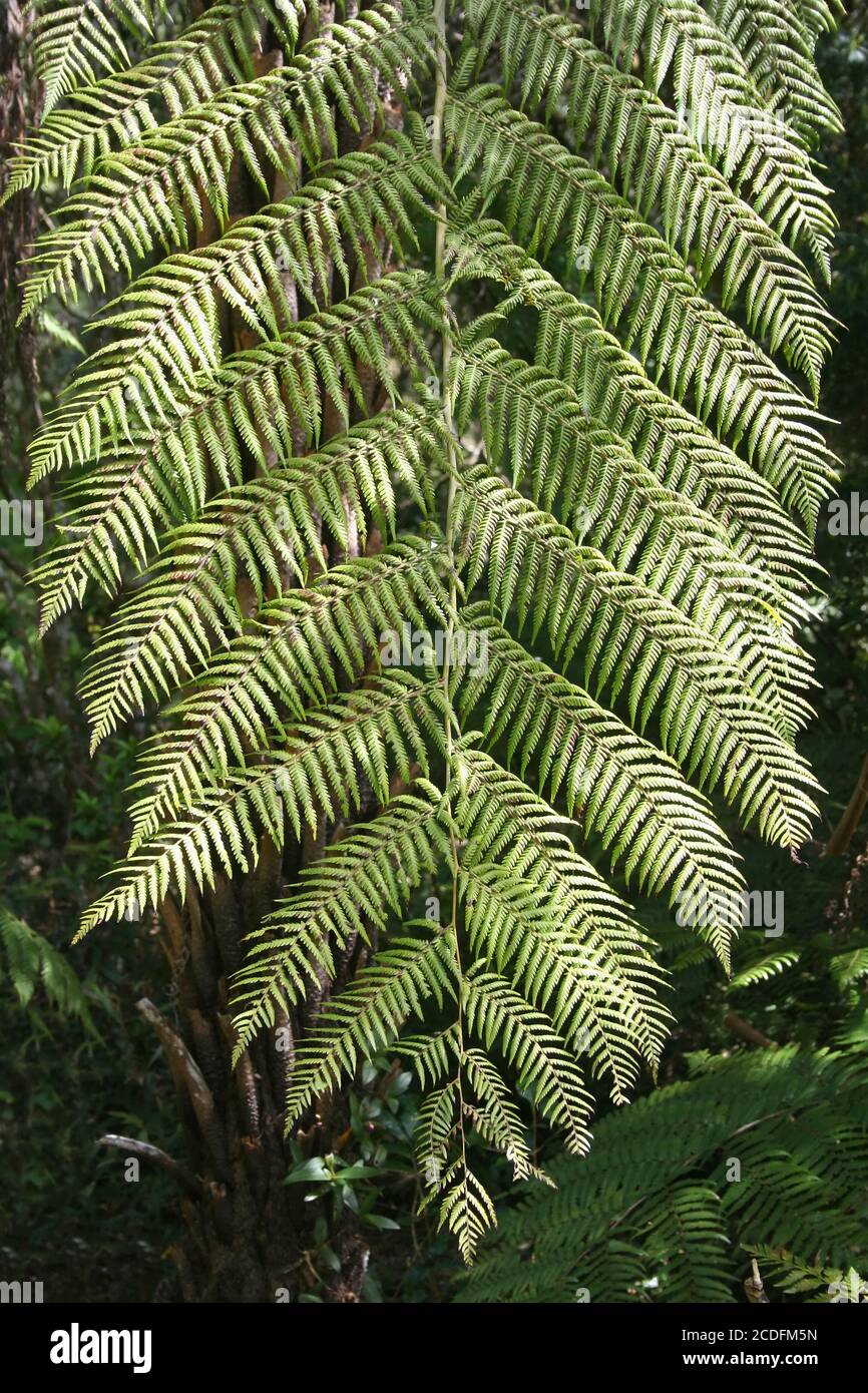 Rainforest shrub hi-res stock photography and images - Alamy