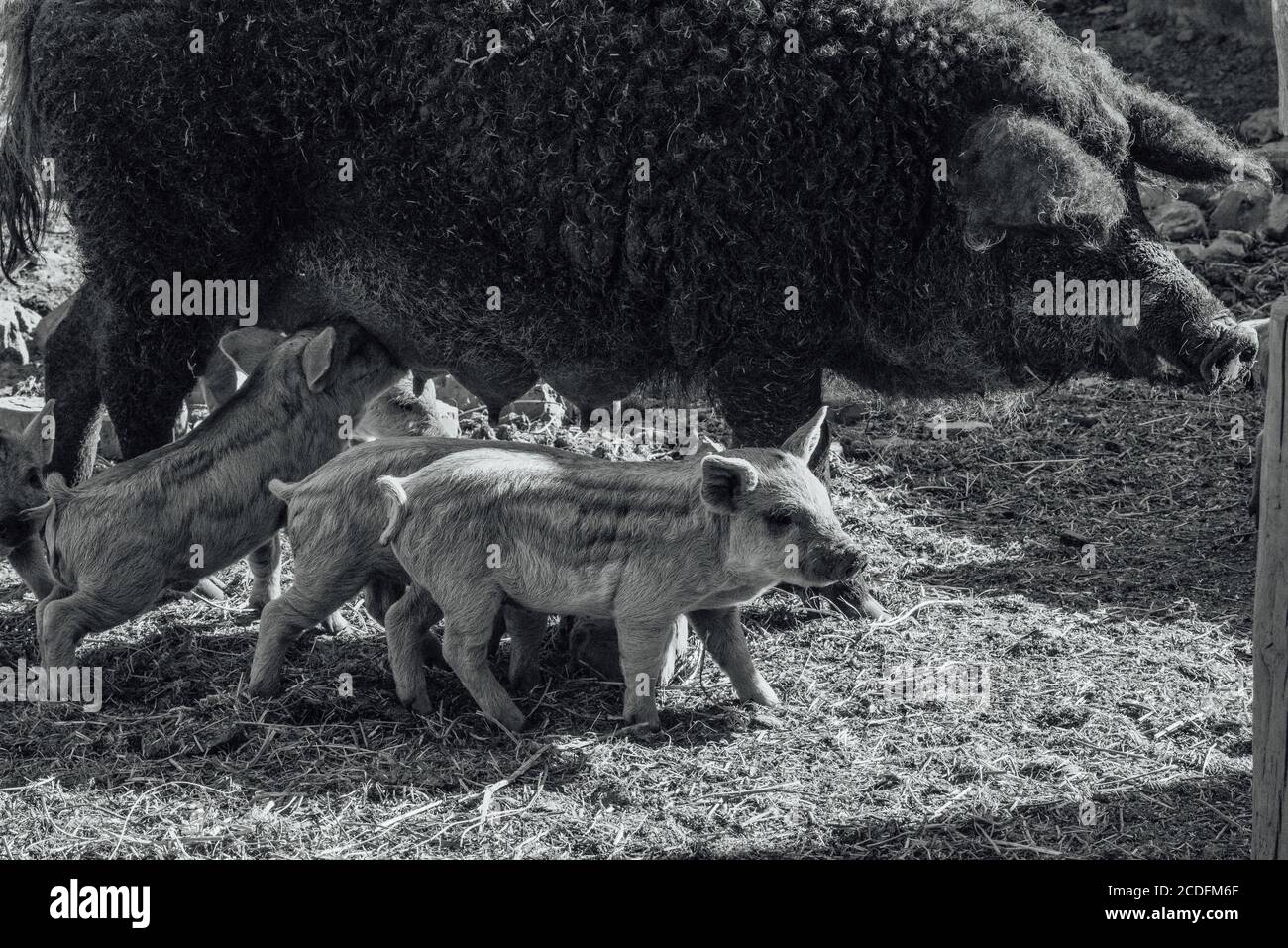 Mangalica a Hungarian breed of domestic pig. Pig mangalitsa Stock Photo ...
