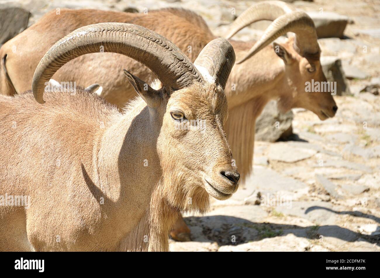 Male stone sheep on mountain hi-res stock photography and images - Alamy