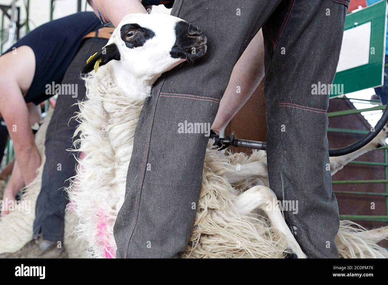 Man lamb spain hi-res stock photography and images - Alamy