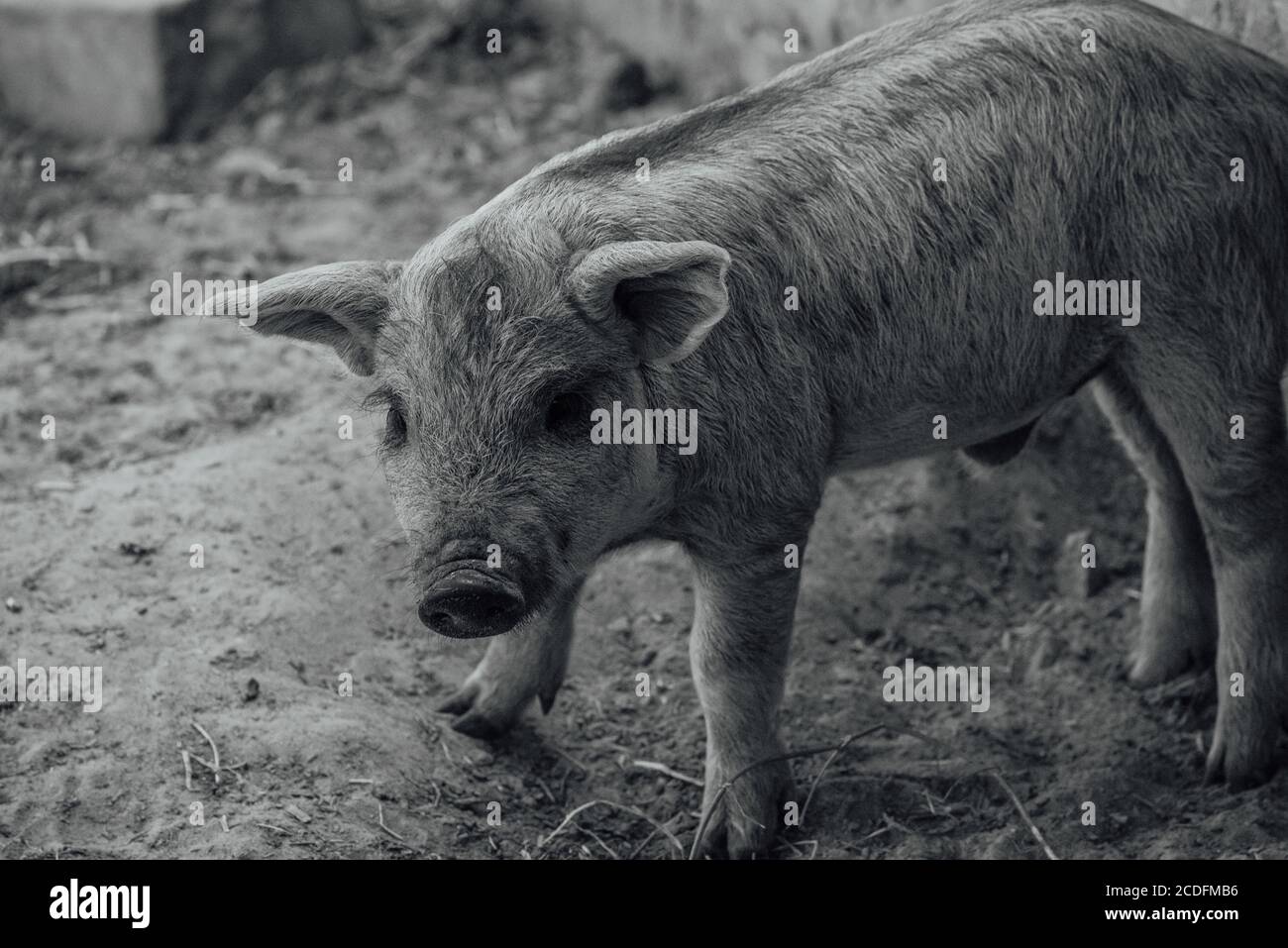 Mangalica a Hungarian breed of domestic pig. Pig mangalitsa Stock Photo ...