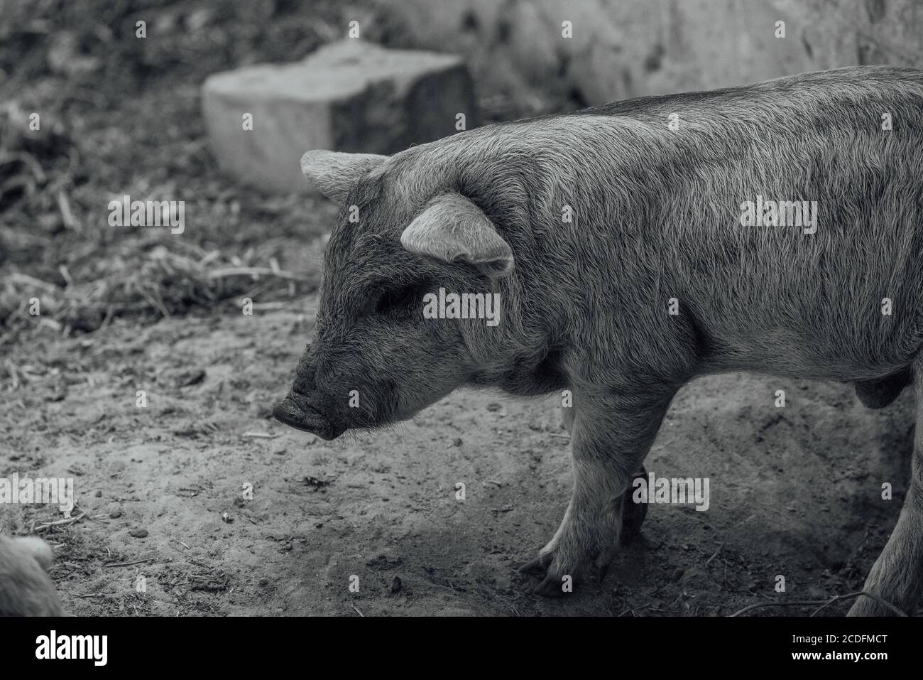 Mangalica a Hungarian breed of domestic pig. Pig mangalitsa Stock Photo ...