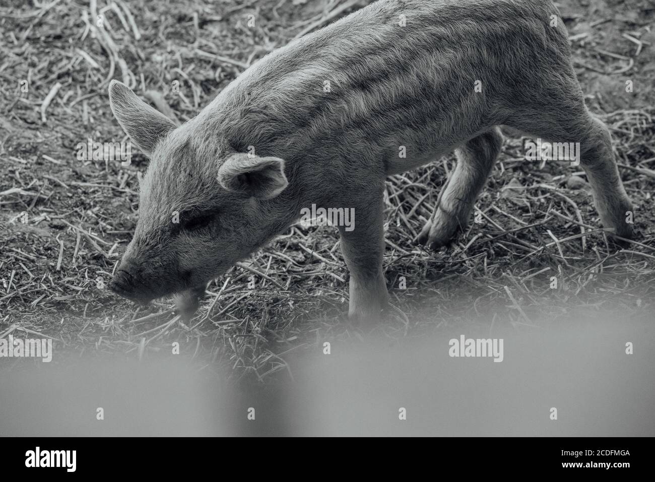 Mangalica a Hungarian breed of domestic pig. Pig mangalitsa Stock Photo ...