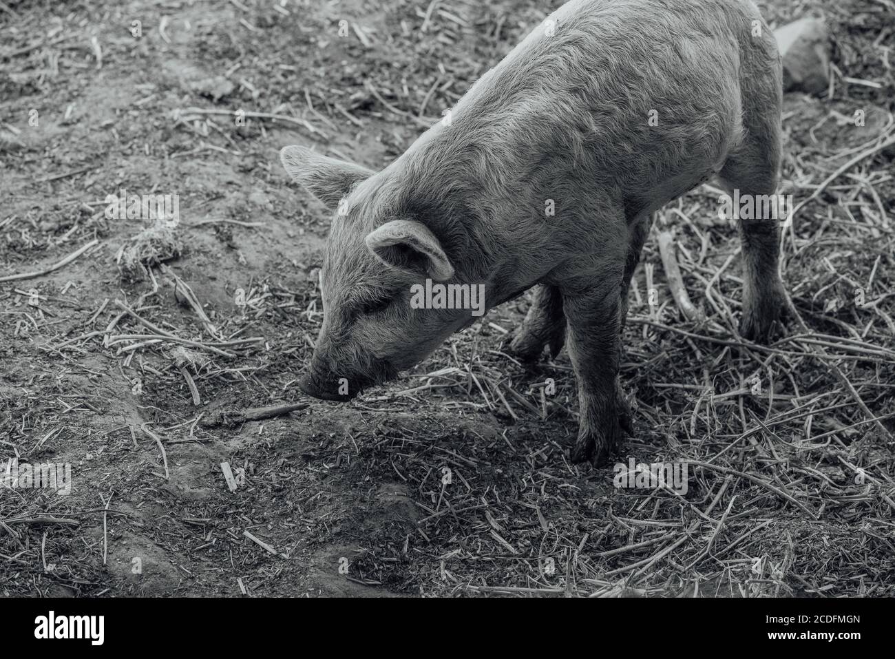 Mangalica a Hungarian breed of domestic pig. Pig mangalitsa Stock Photo ...