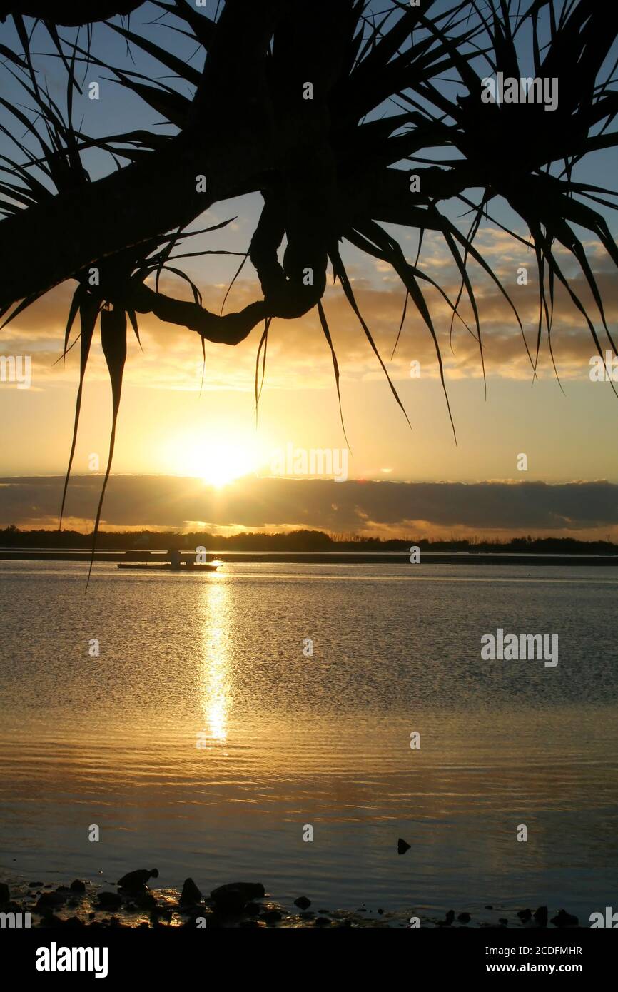 Tree Pandanus Beach Coastal Tropical High Resolution Stock Photography ...
